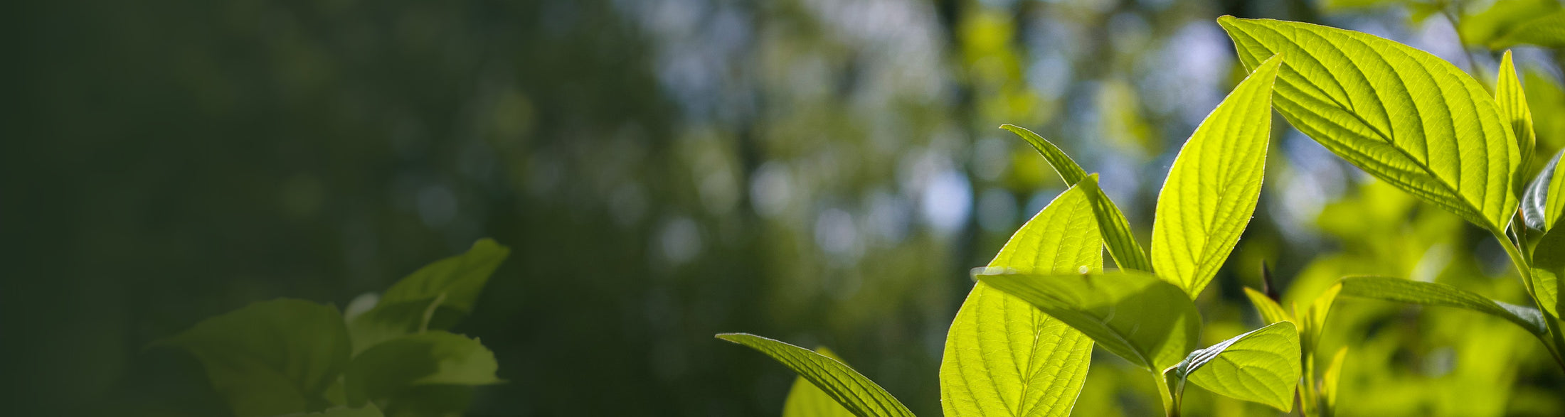 Blog | Healing Hemp | California